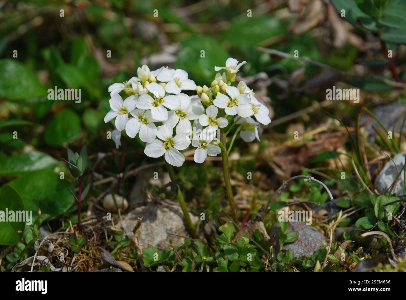 Littleleaf Bittercress (Cardamine microphylla), Plantae, Провиденский р ...