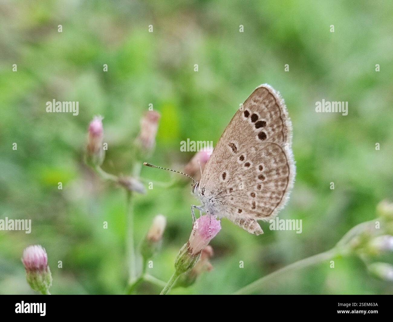 Lesser Grass Blue (Zizina otis), Insecta, Nagampadam, Kottayam, Kerala ...