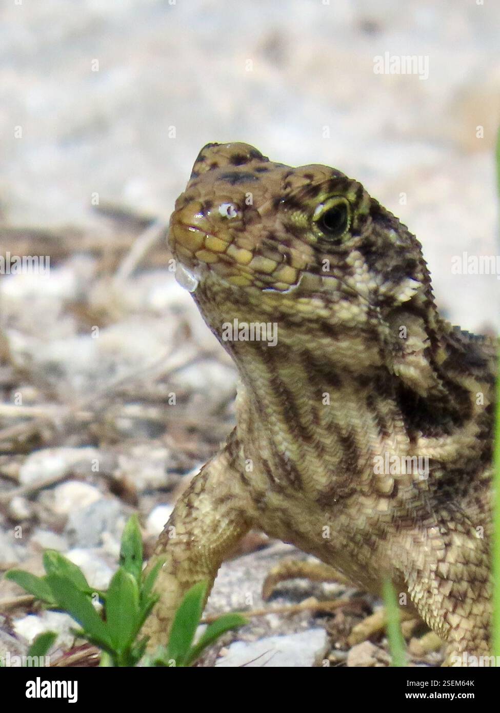 Northern Curly-tailed Lizard (Leiocephalus carinatus), Reptilia ...