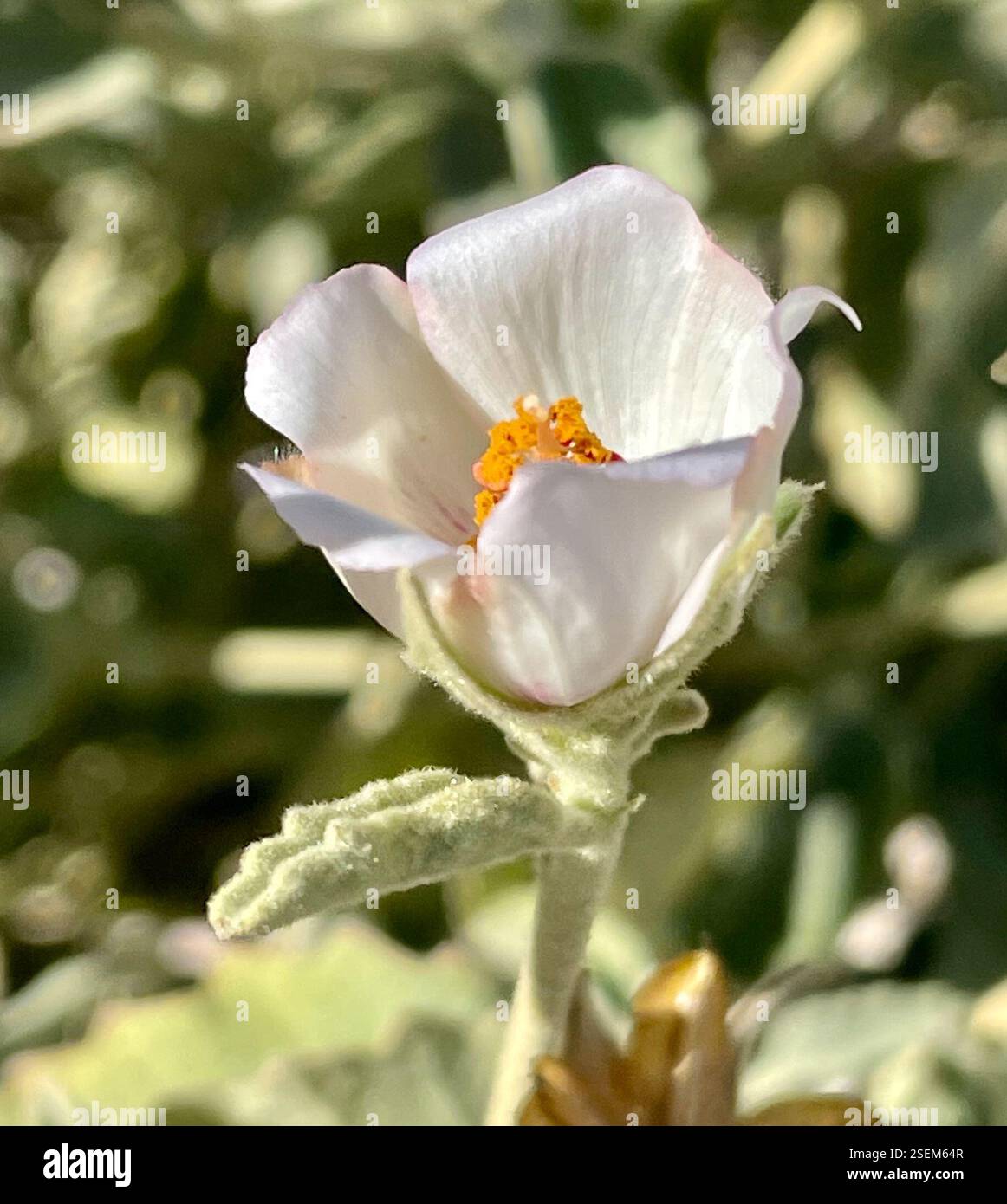 Rock Hibiscus (Hibiscus denudatus), Plantae, Santa Rosa and San Jacinto Mountains National ...
