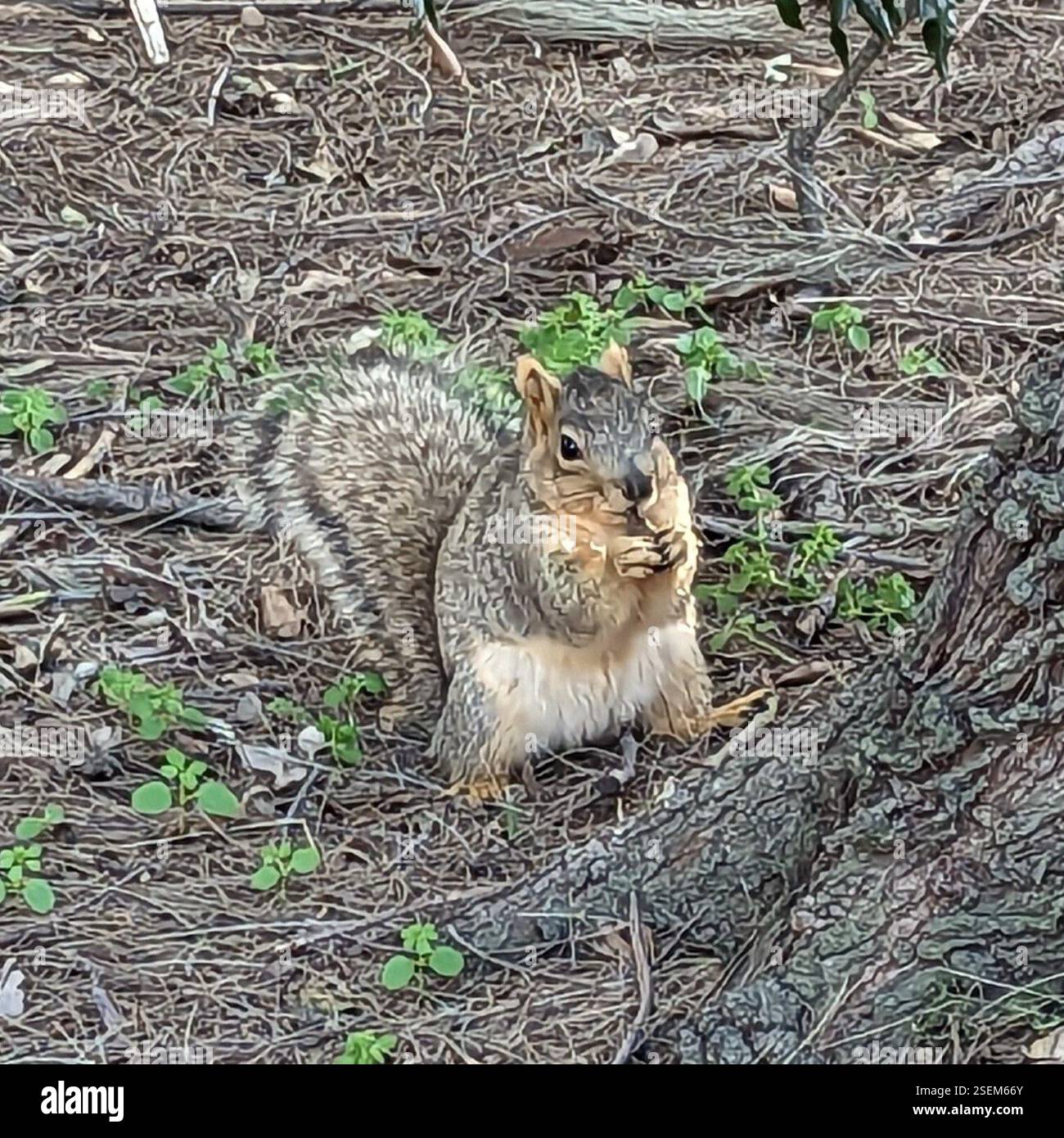 Eastern Fox Squirrel (Sciurus niger), Mammalia, Covell Park, Davis, CA ...