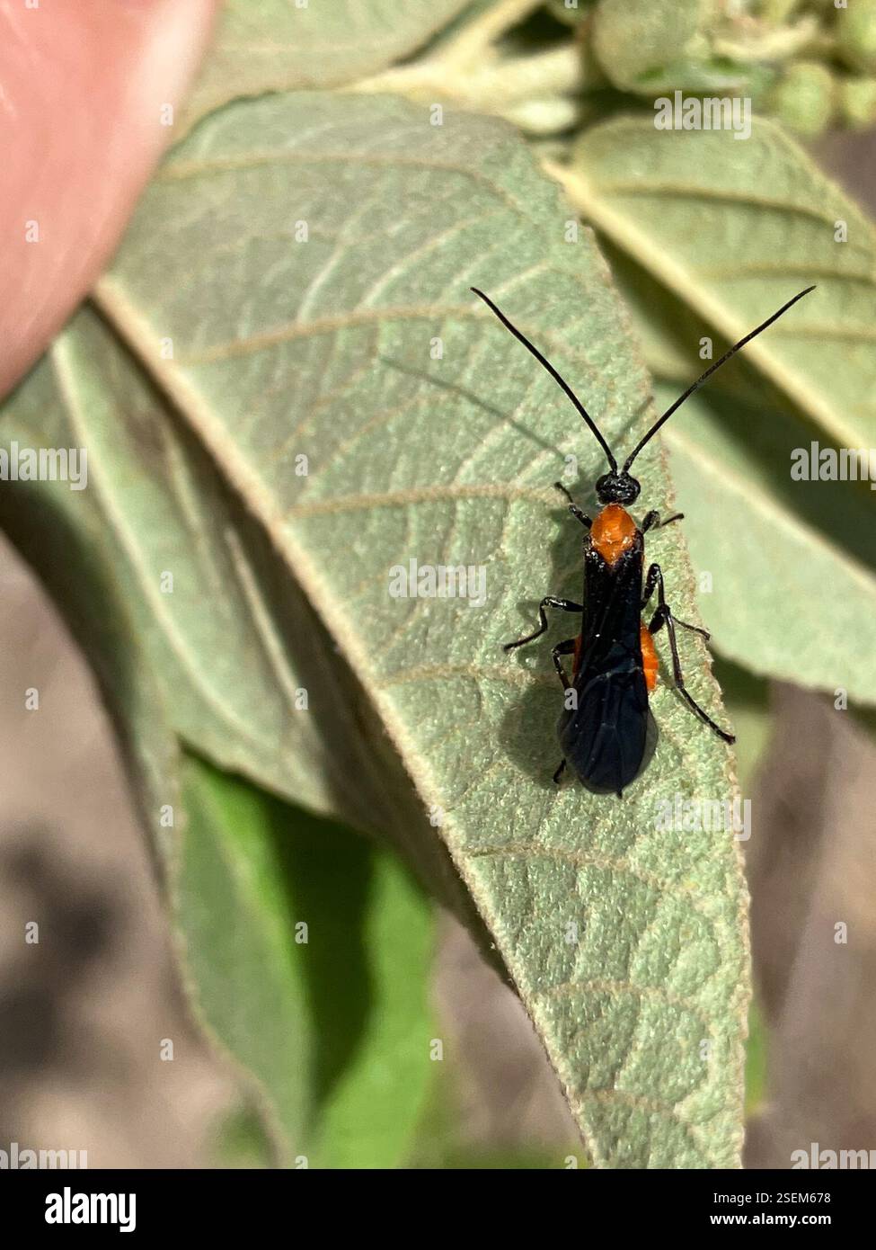 Braconid Wasps (Braconidae), Insecta, Saint Peter, MS Stock Photo - Alamy