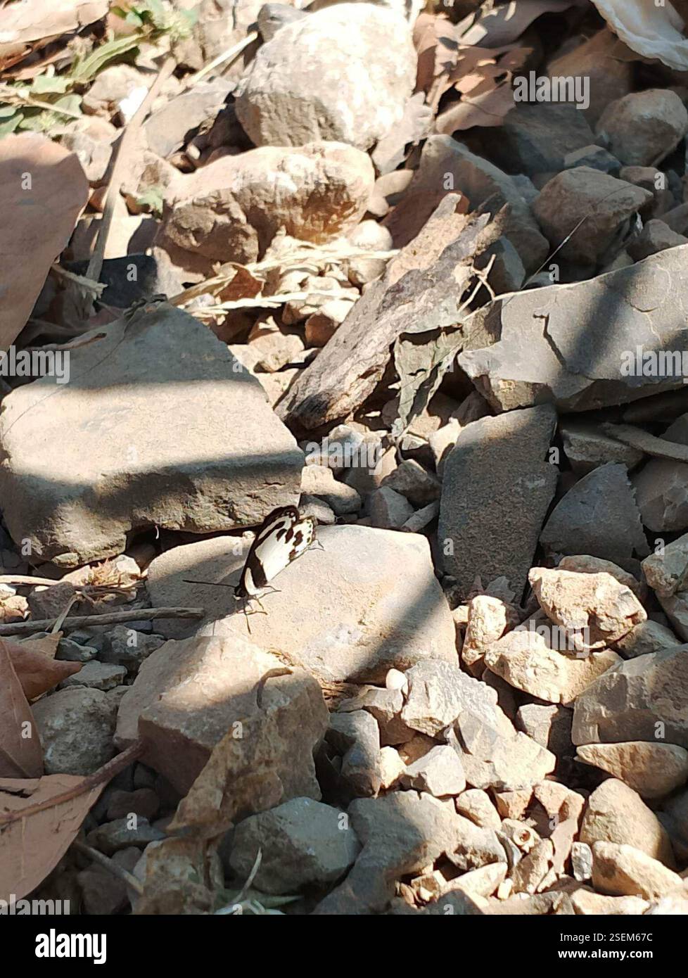 (Caleta roxus roxana), Insecta, Zwe Ka Bin Mountain Stock Photo - Alamy