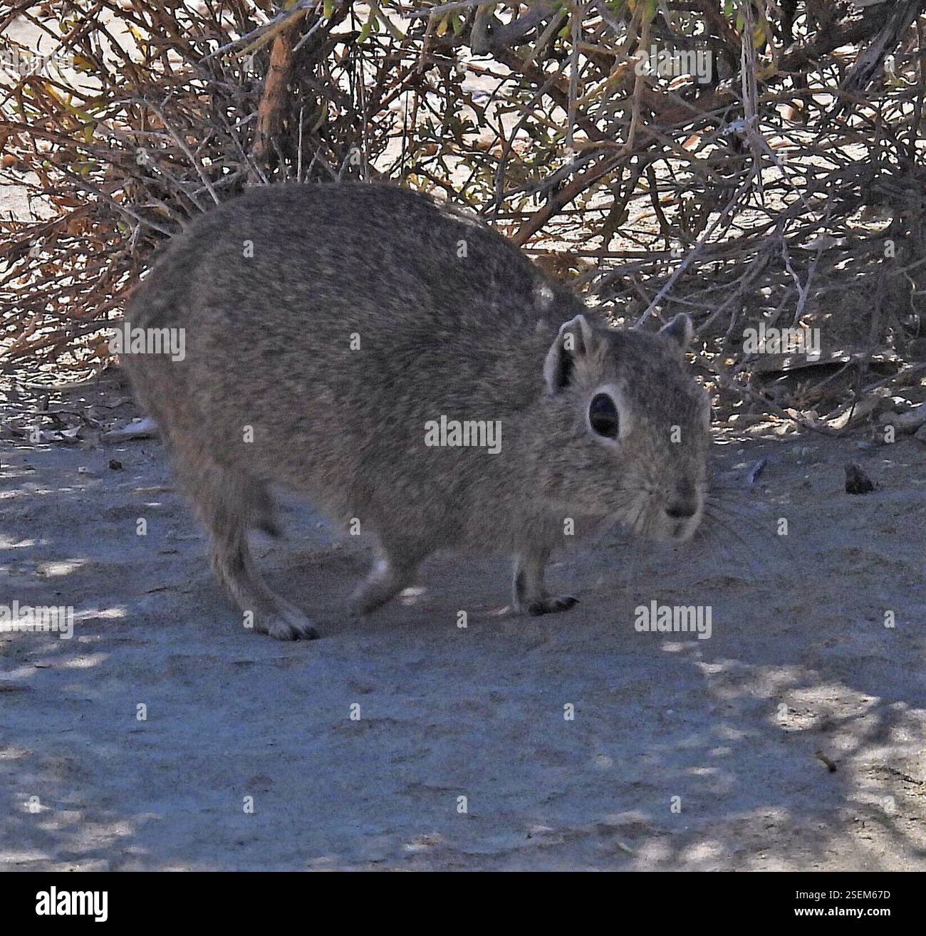 Southern Mountain Cavy (Microcavia australis), Mammalia, Biedma, Chubut ...