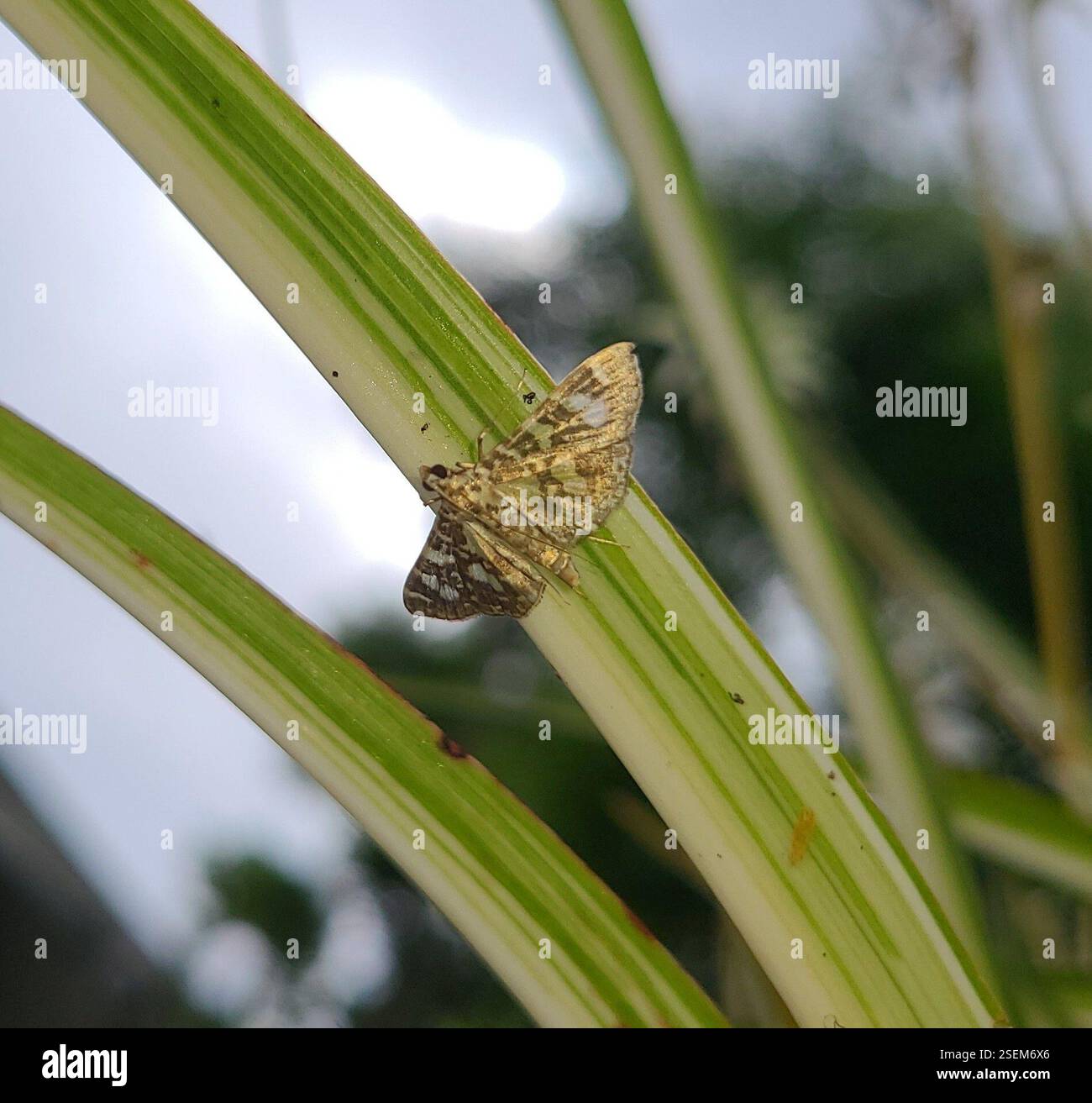 New zealand swan plant hi-res stock photography and images - Alamy