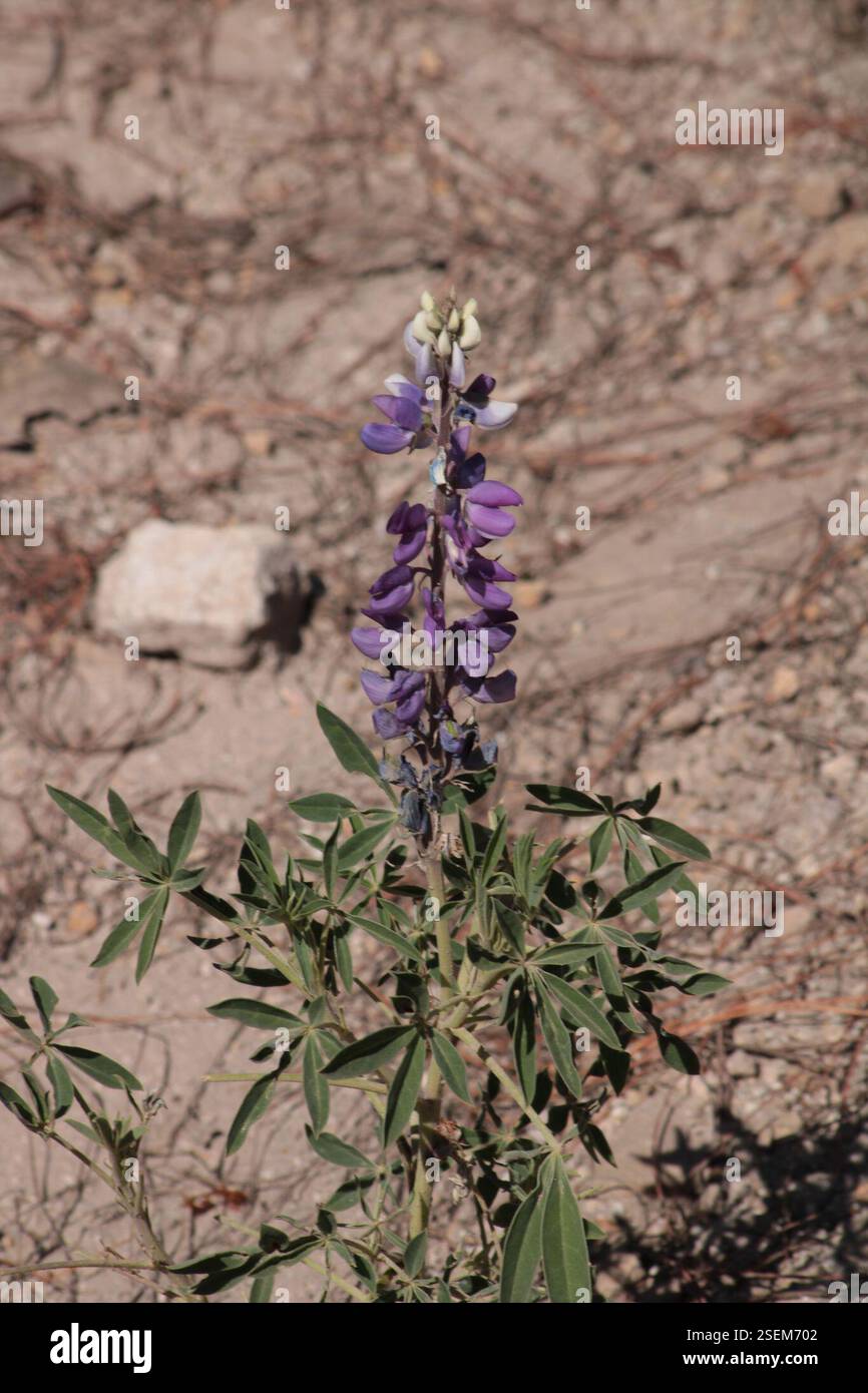 (Lupinus montanus), Plantae, Tecolotlán, Jal., México Stock Photo - Alamy