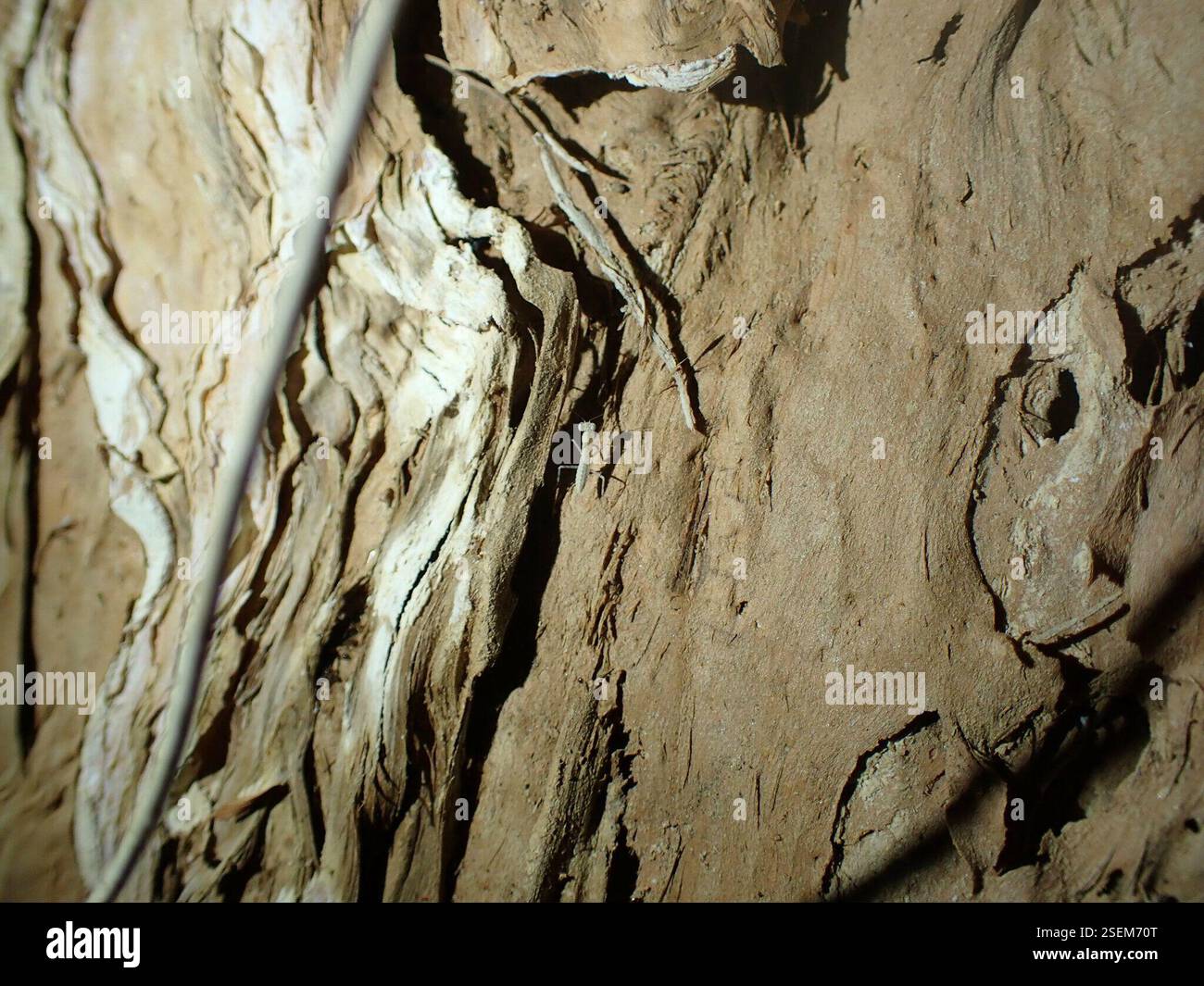 Paperbark Mantis (Ima fusca), Insecta, Cooktown QLD 4895, Australia ...