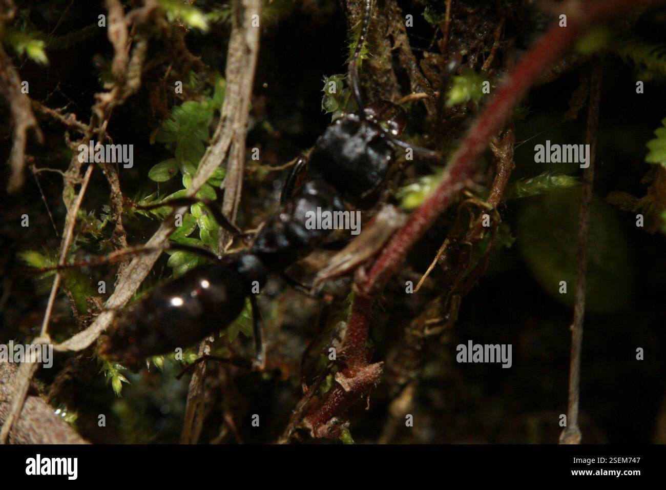 Pachycondyla Panther Ants (Pachycondyla), Insecta, Oxapampa, Peru Stock ...