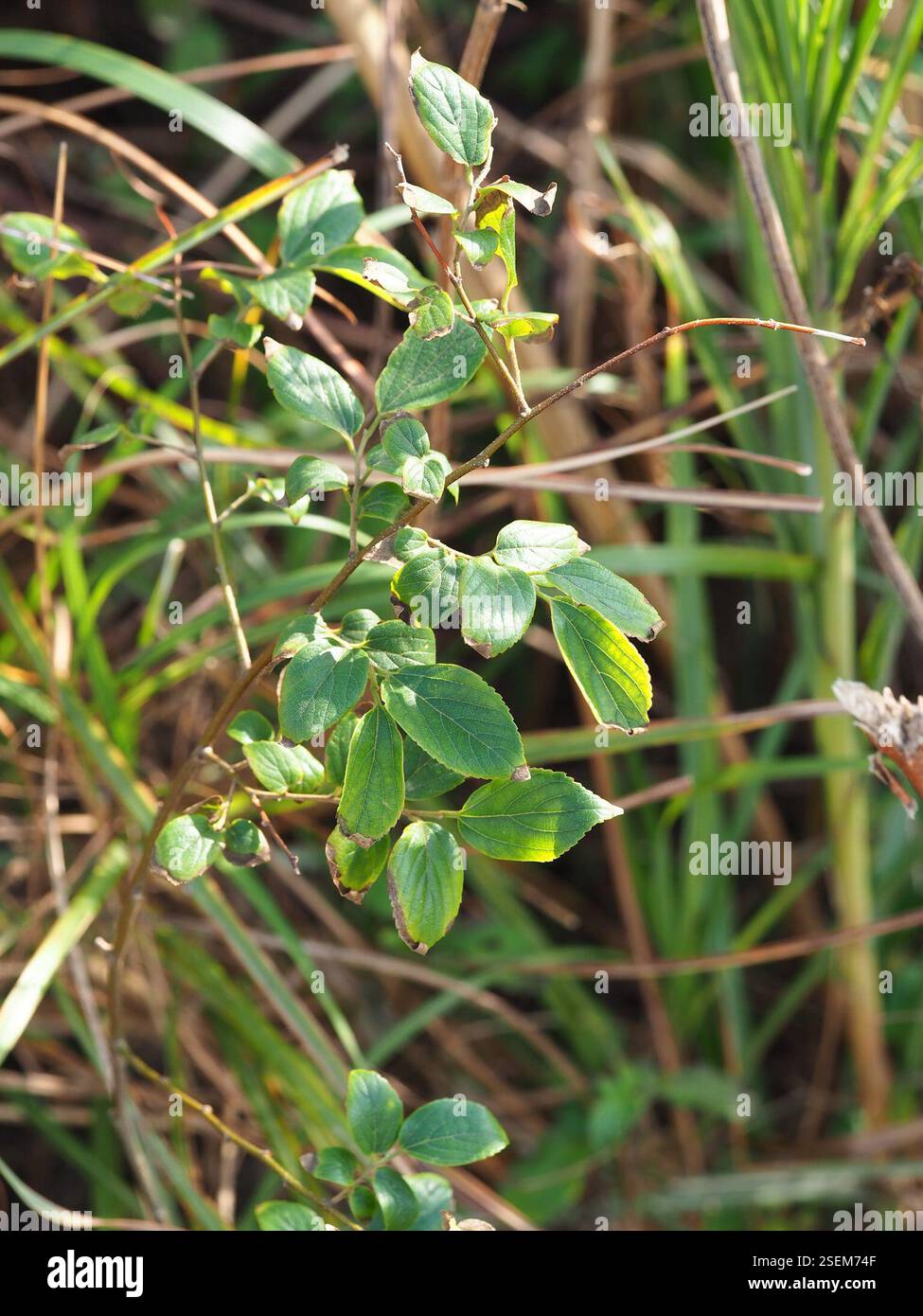 Chinese Hackberry (Celtis sinensis), Plantae, 台灣苗栗縣 Stock Photo - Alamy