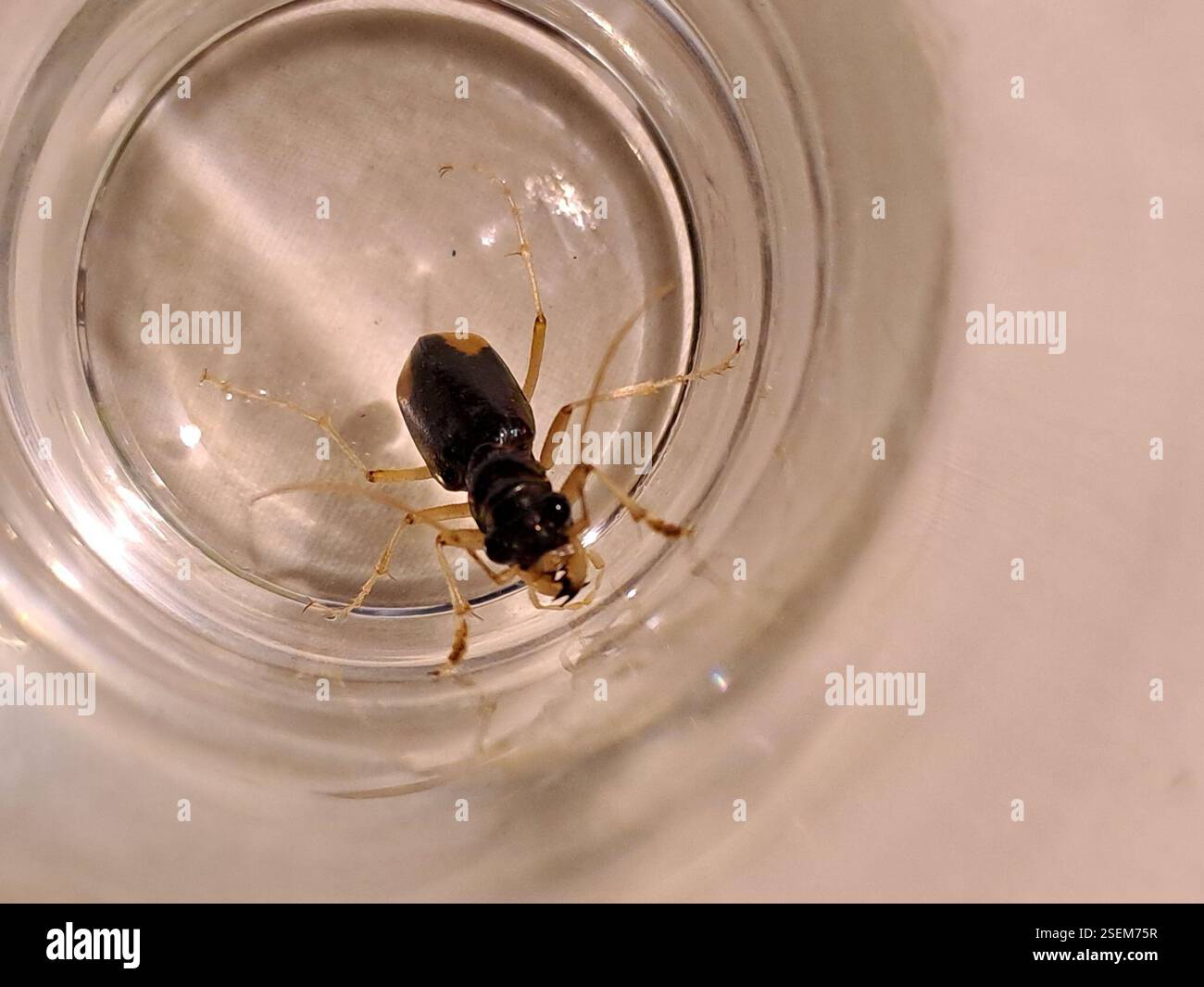 Metallic Tiger Beetles (Tetracha), Insecta, Villa Libertad, Lurín. Lima ...