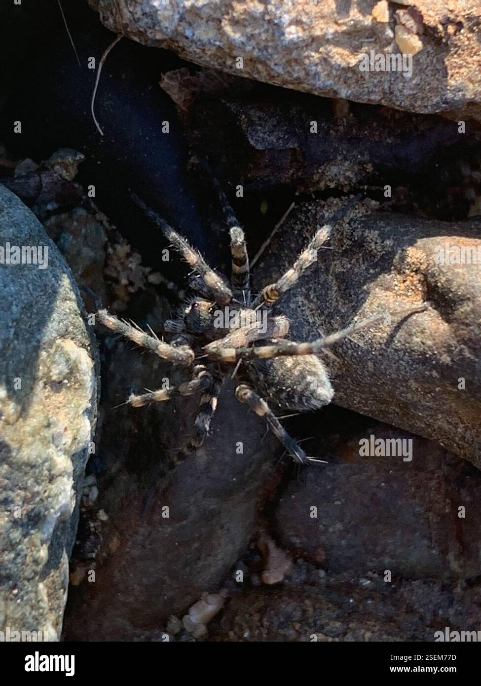 Wolf Spiders (Lycosidae), Arachnida, Beale Afb, CA, US, Under rocks in ...