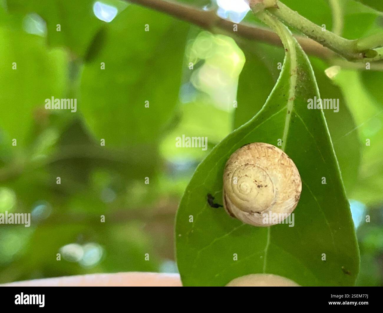 Helicinidae hi-res stock photography and images - Alamy