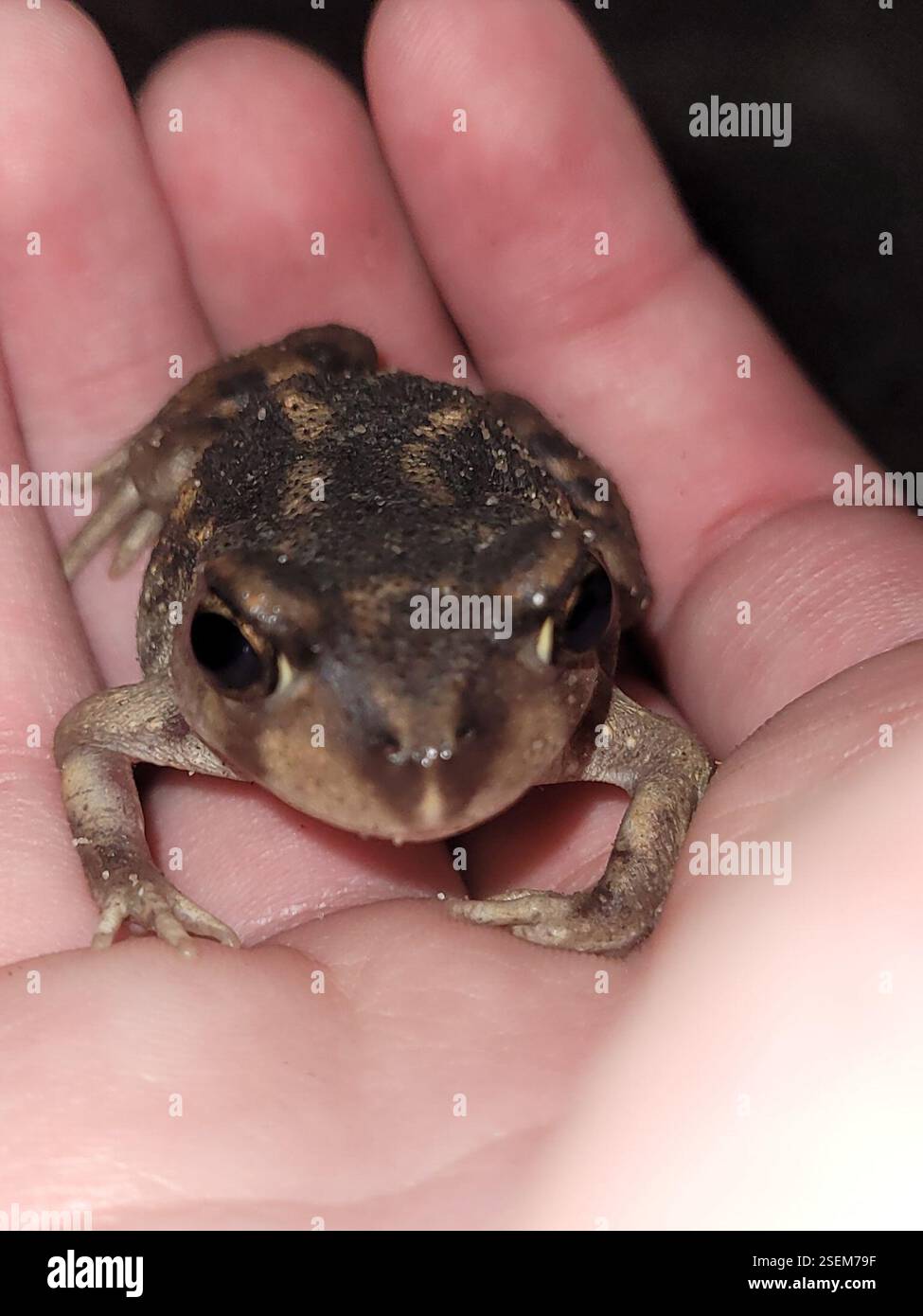Eastern Spadefoot (Scaphiopus holbrookii), Amphibia, 2185 Bellmead ...