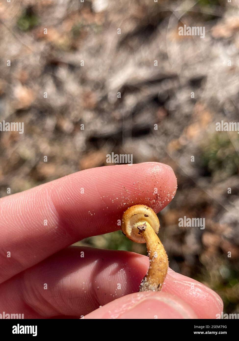 (Strophariaceae), Fungi, Saddletree Trail, Crawfordville, FL, US ...