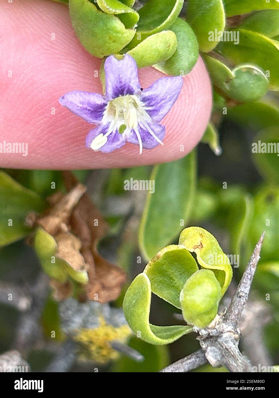 African boxthorn (Lycium ferocissimum), Plantae, Te Waipounamu/South ...