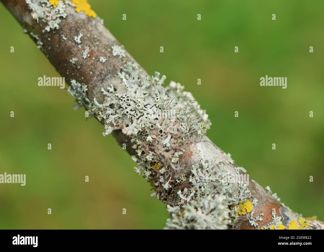 Hooded Rosette Lichen (Physcia adscendens), Fungi, Grund, Luxembourg ...