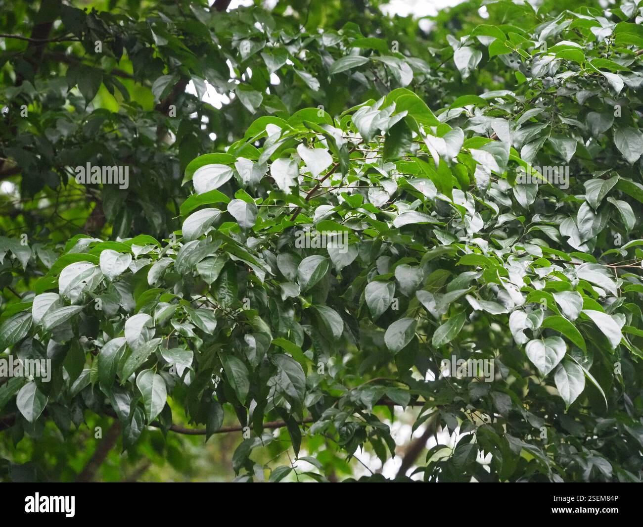 Nilgiri elm (Celtis tetrandra), Plantae, 台灣南投縣 Stock Photo - Alamy