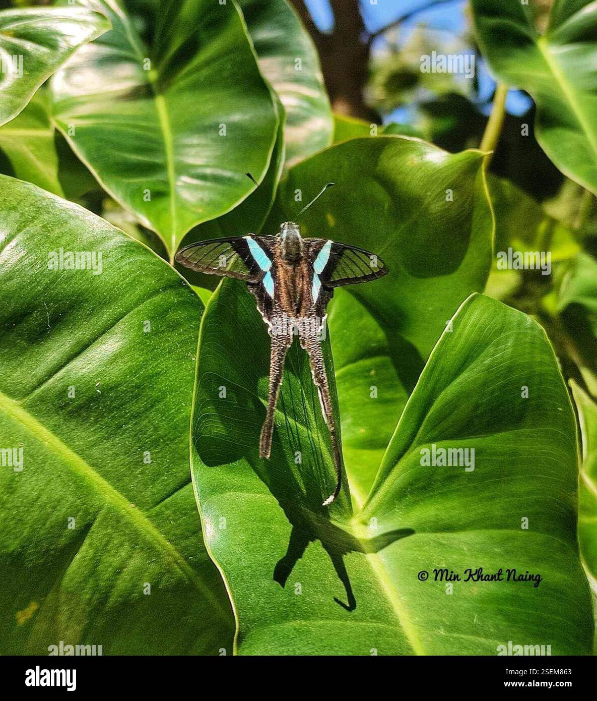 Lamproptera meges hi-res stock photography and images - Alamy