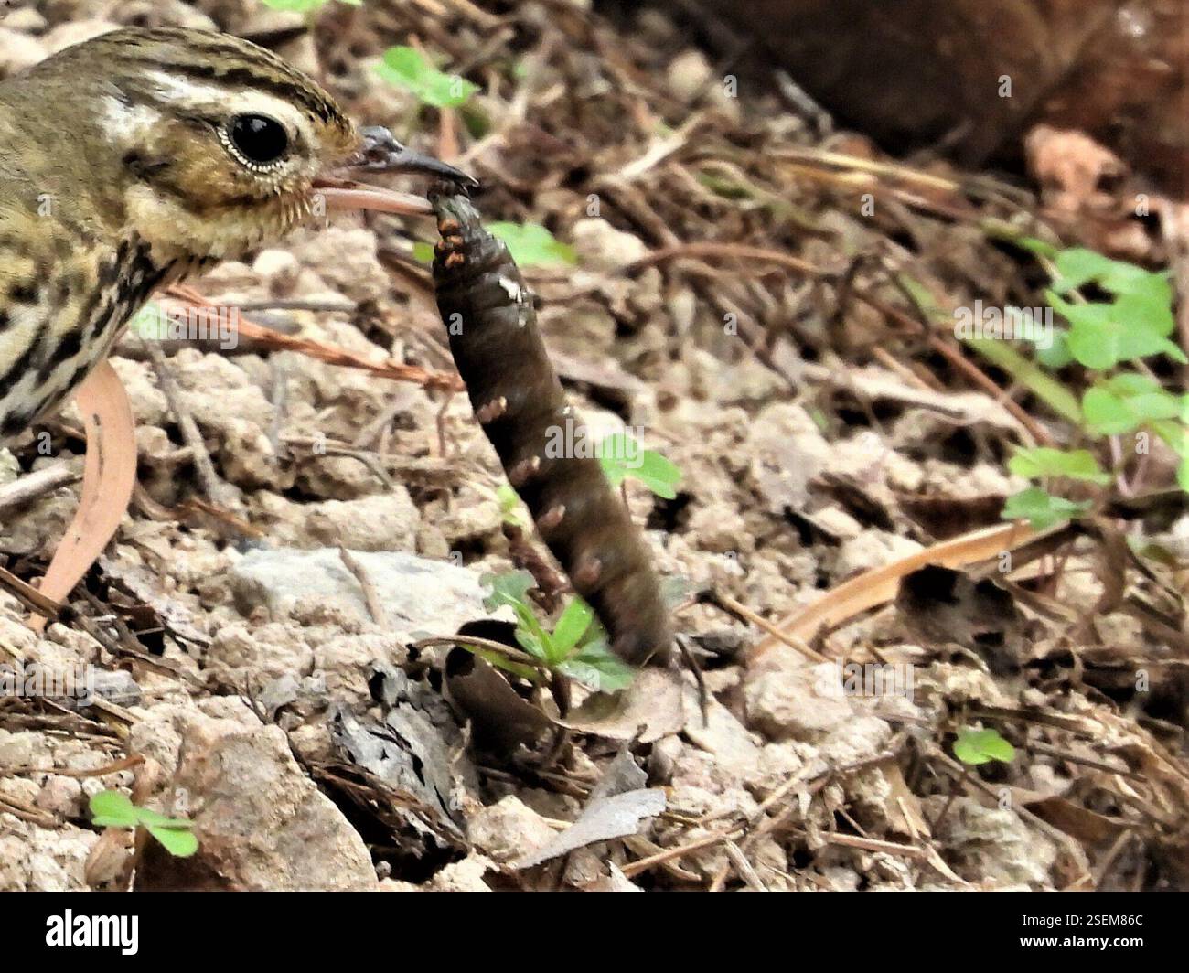 Lucas's Hawkmoth (Theretra lucasii), Insecta, Ma Liu Shui, Hong Kong ...