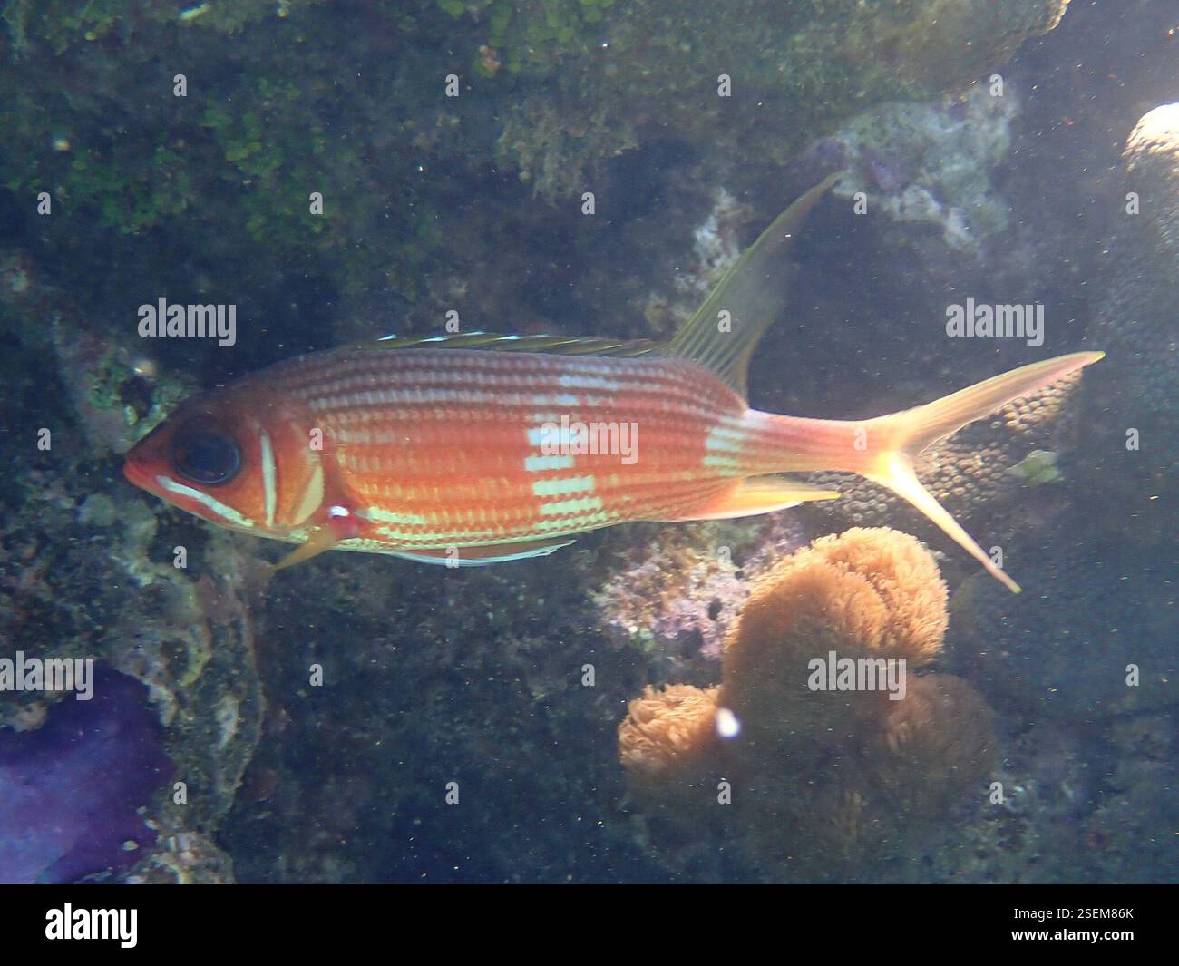 Longspine Squirrelfish (Holocentrus rufus), Actinopterygii, Half Moon ...