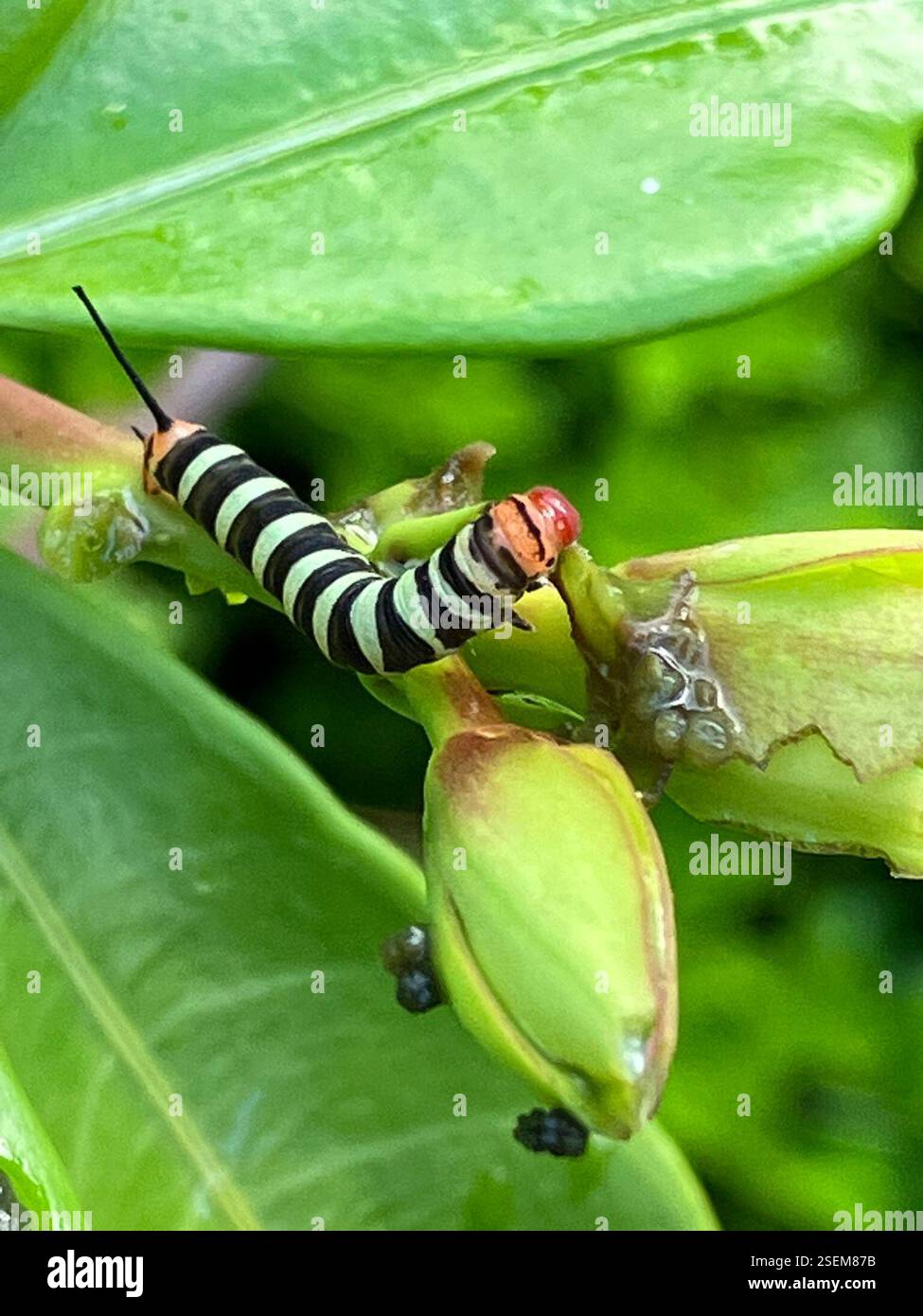 Tetrio Sphinx (Pseudosphinx tetrio), Insecta, Saint Peter, MS Stock ...