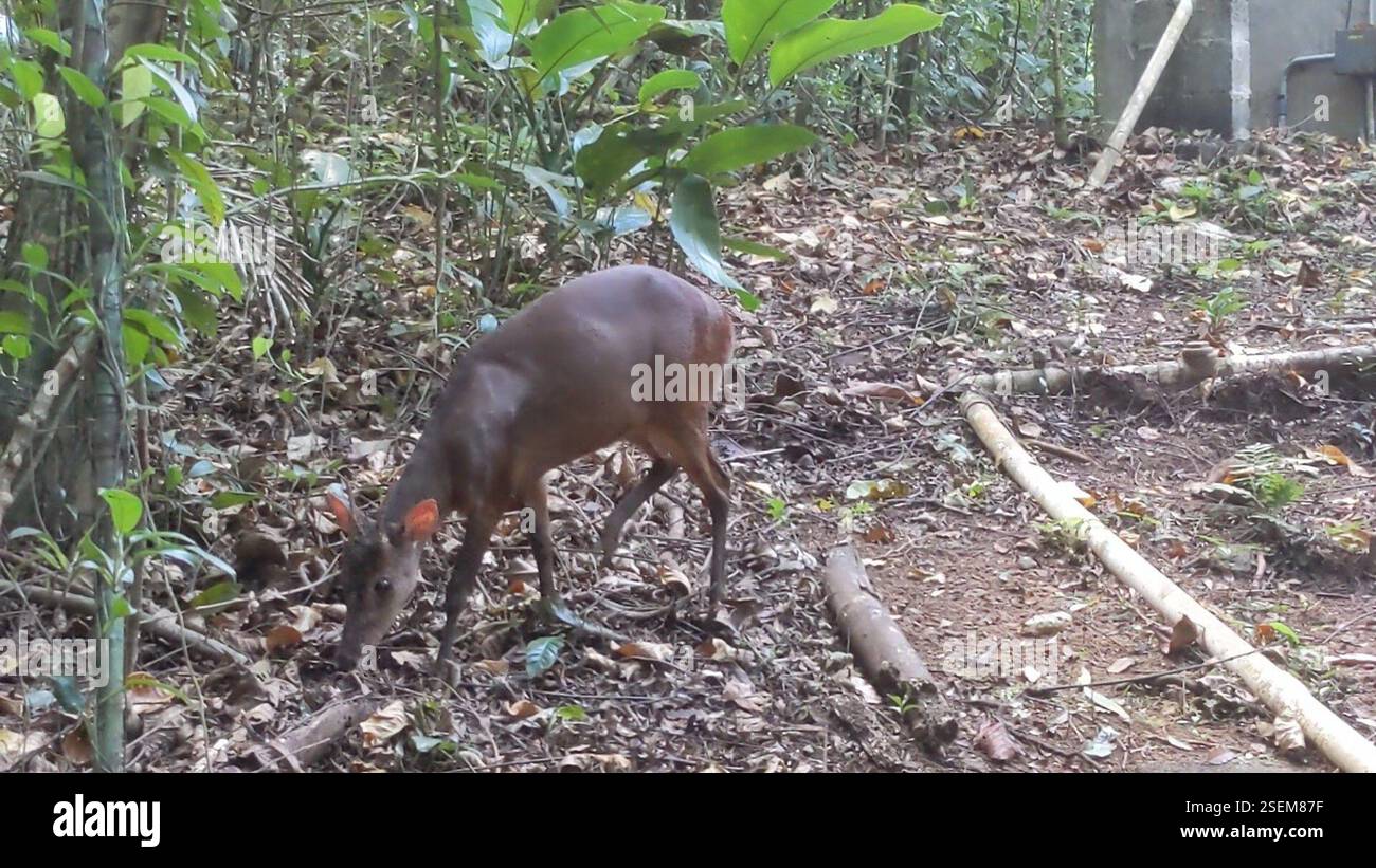 Central American Red Brocket (Mazama temama), Mammalia, La Chorrera ...