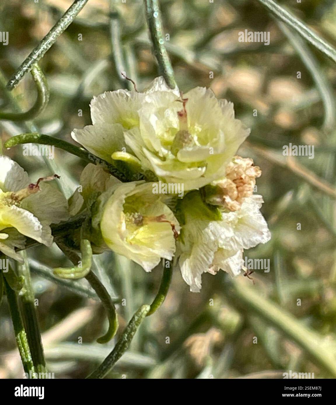 Cheesebush (Ambrosia salsola), Plantae, Desert Hot Springs, CA, US ...