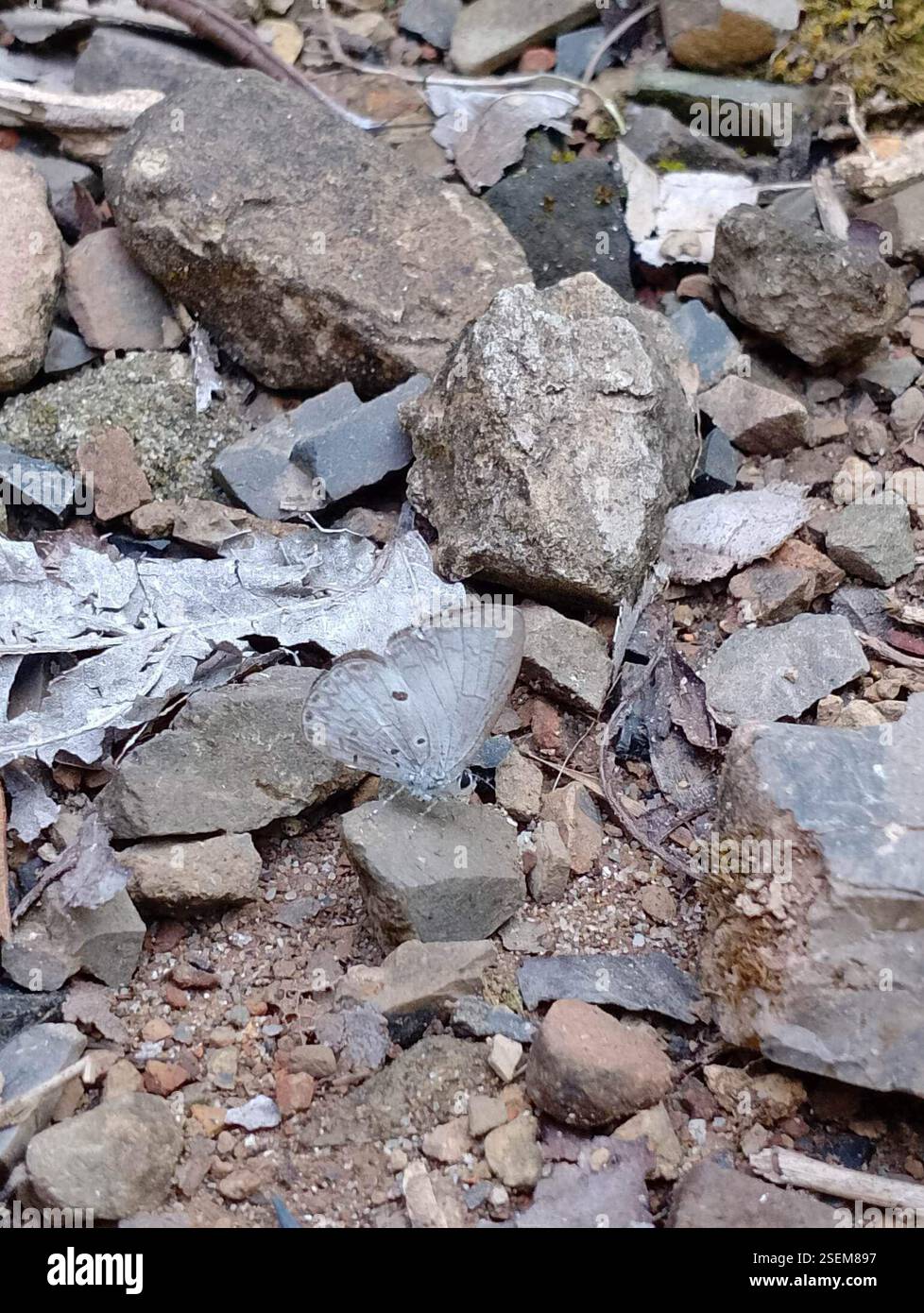 White-banded Hedge Blue (Lestranicus transpectus), Insecta, Hpa-An ...