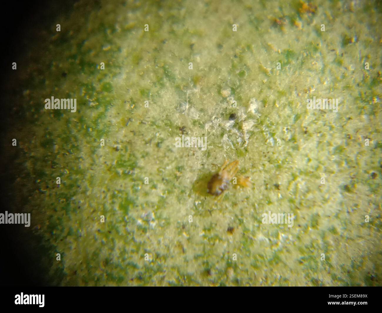 Twospotted Spider Mite (Tetranychus urticae), Arachnida, 台灣高雄市 Stock ...