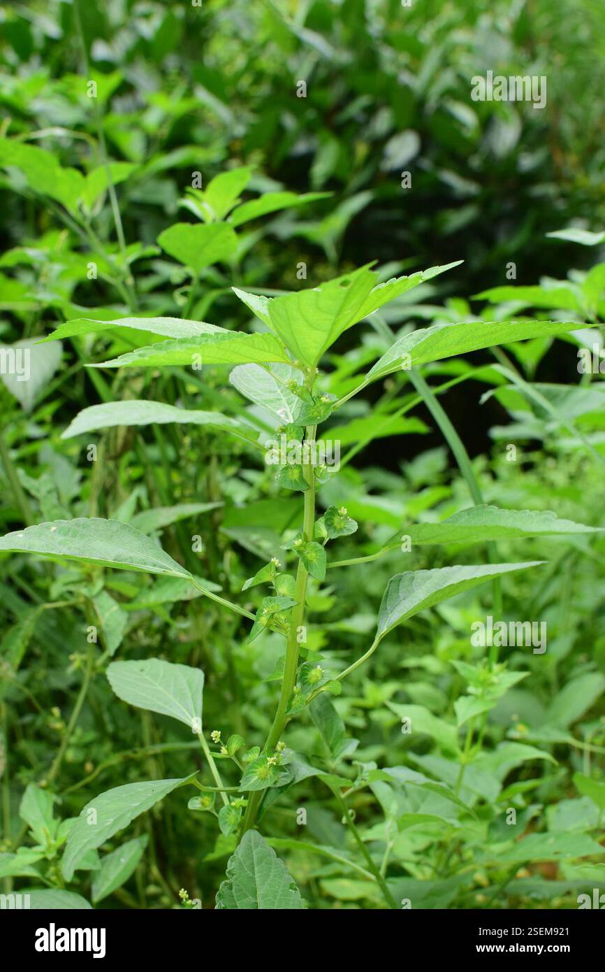 Asian Copperleaf (Acalypha australis), Plantae, 中国浙江省杭州市西湖区 Stock Photo ...