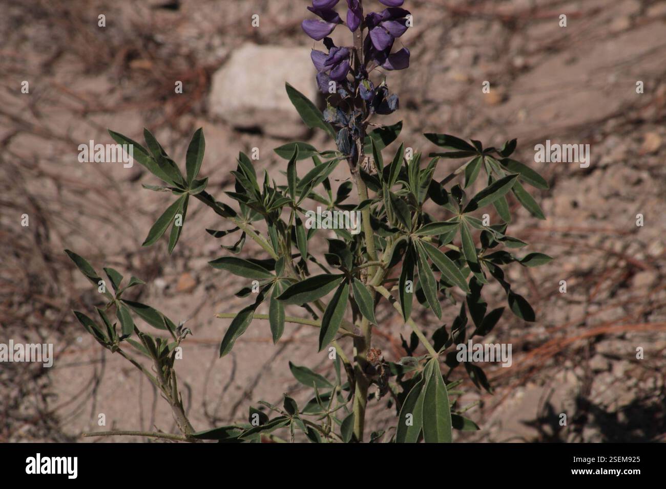 (Lupinus montanus), Plantae, Tecolotlán, Jal., México Stock Photo - Alamy