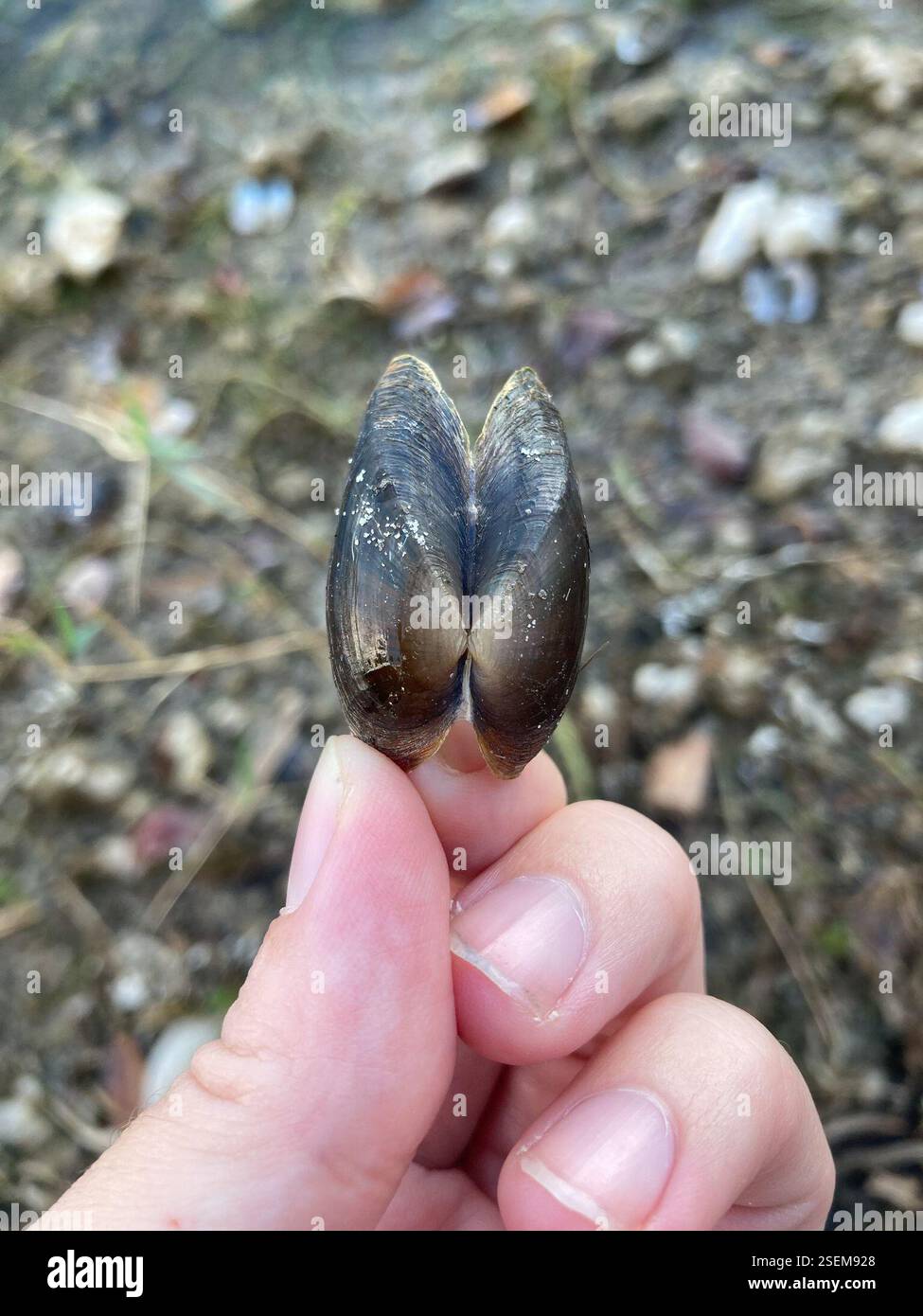Florida Spike (Elliptio jayensis), Mollusca, Johnson St, Pembroke Pines ...