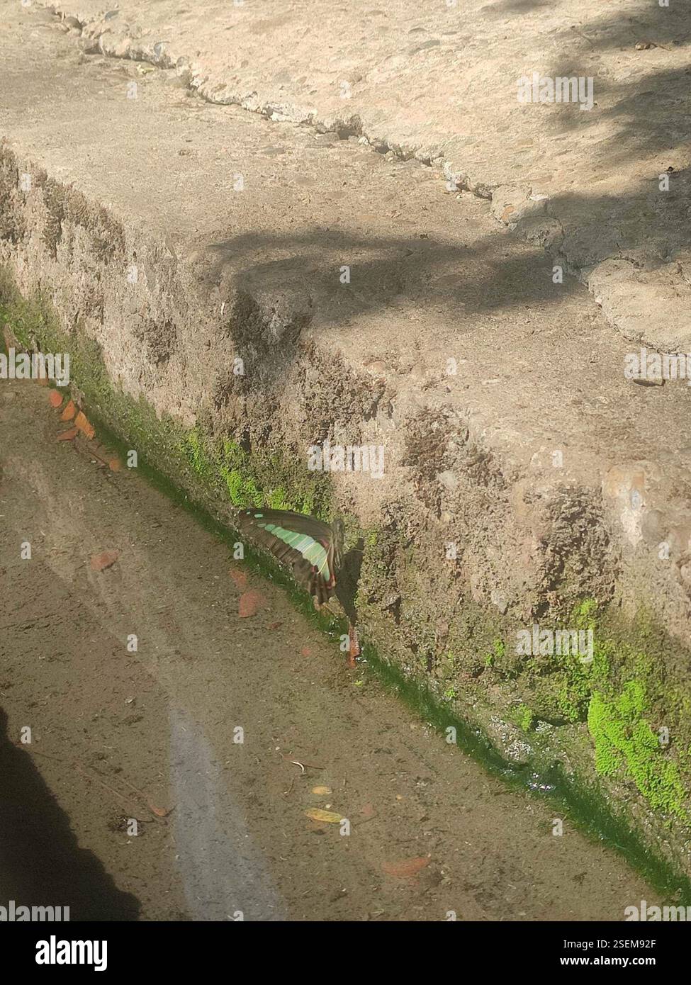 Common Bluebottle (Graphium sarpedon), Insecta, Hpa-An Stock Photo - Alamy