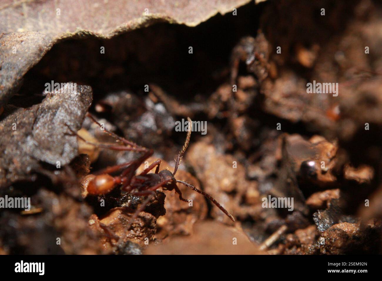 Eciton Army Ants (Eciton), Insecta, Oxapampa, Peru Stock Photo - Alamy