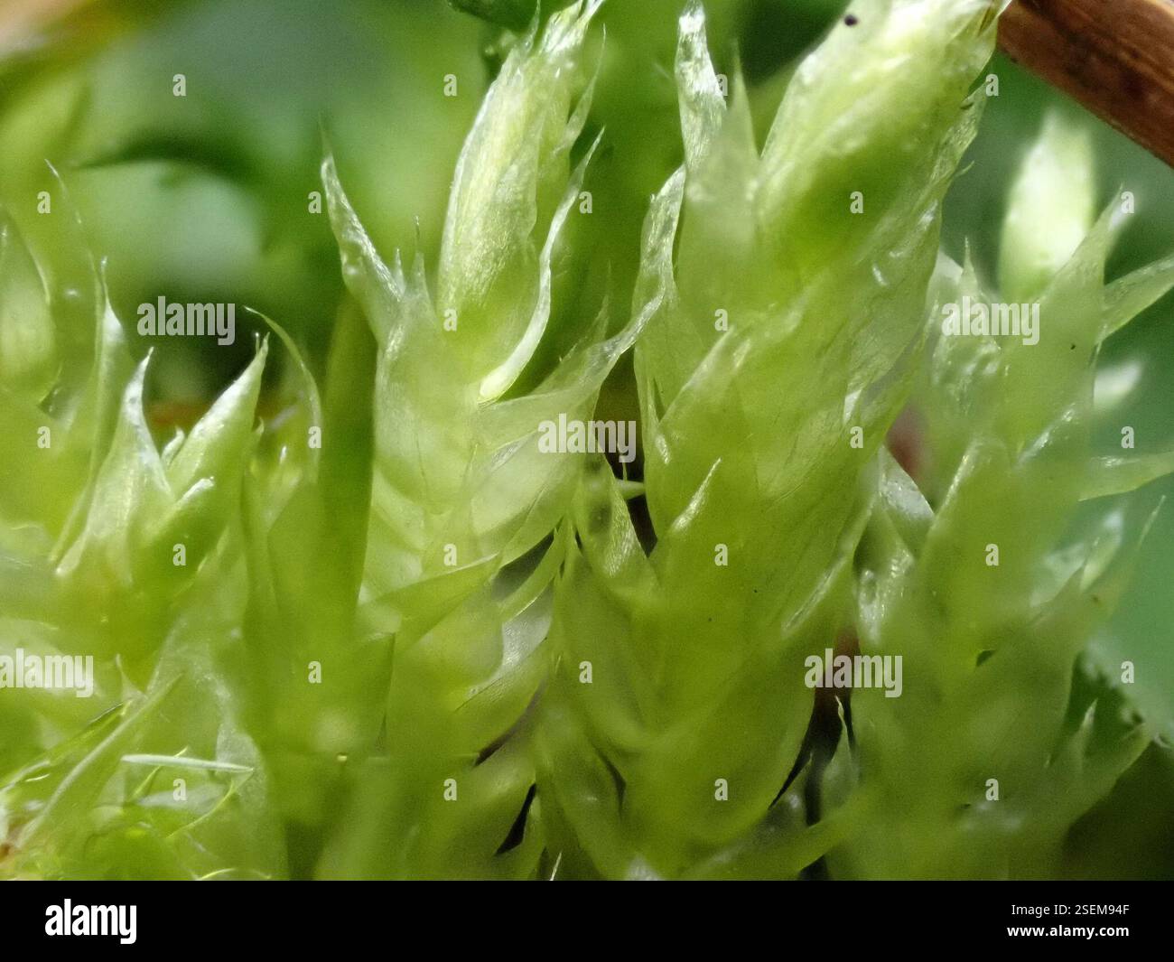 Rough-stalked Feather-moss (Brachythecium rutabulum), Plantae ...