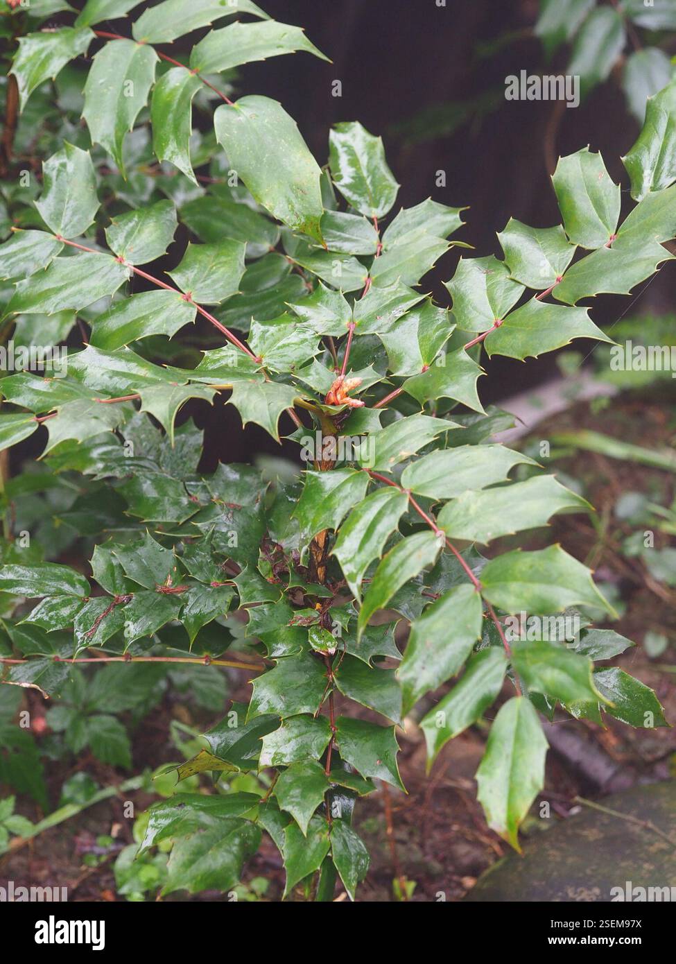 Japanese Mahonia (Berberis japonica), Plantae, 台灣台北 Stock Photo - Alamy