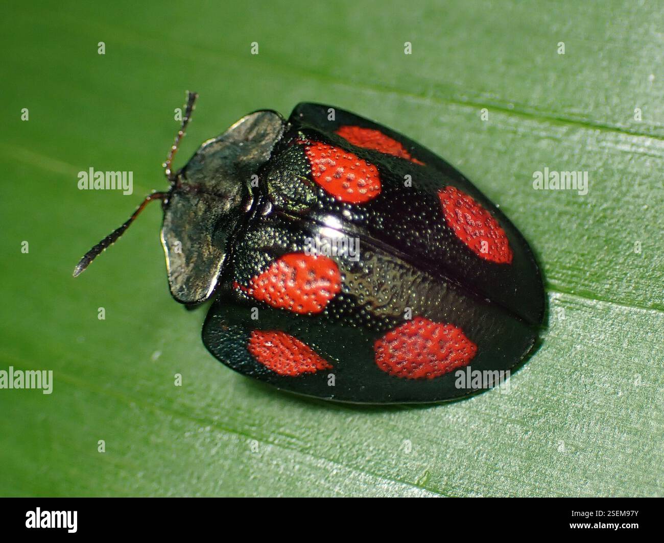 (Cyrtonota tristigma), Insecta, Parque Nacional Nombre de Dios, La ...