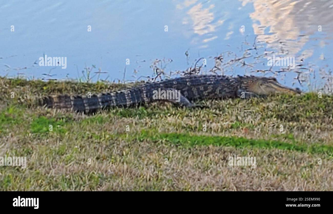 American Alligator (Alligator mississippiensis), Reptilia, Gainesville ...