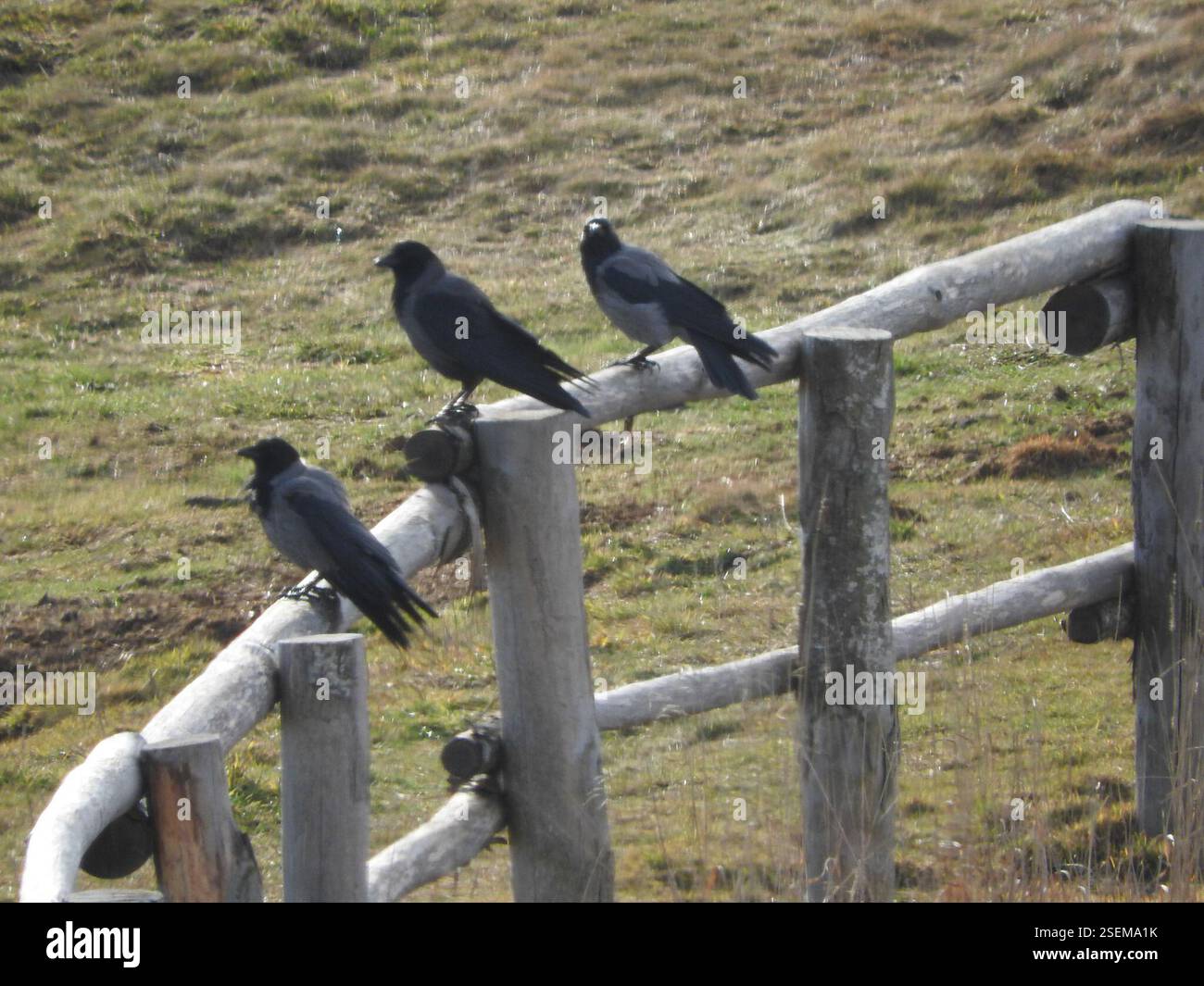 Hooded Crow (Corvus cornix), Aves, Provincia di Bergamo, Italia Stock ...