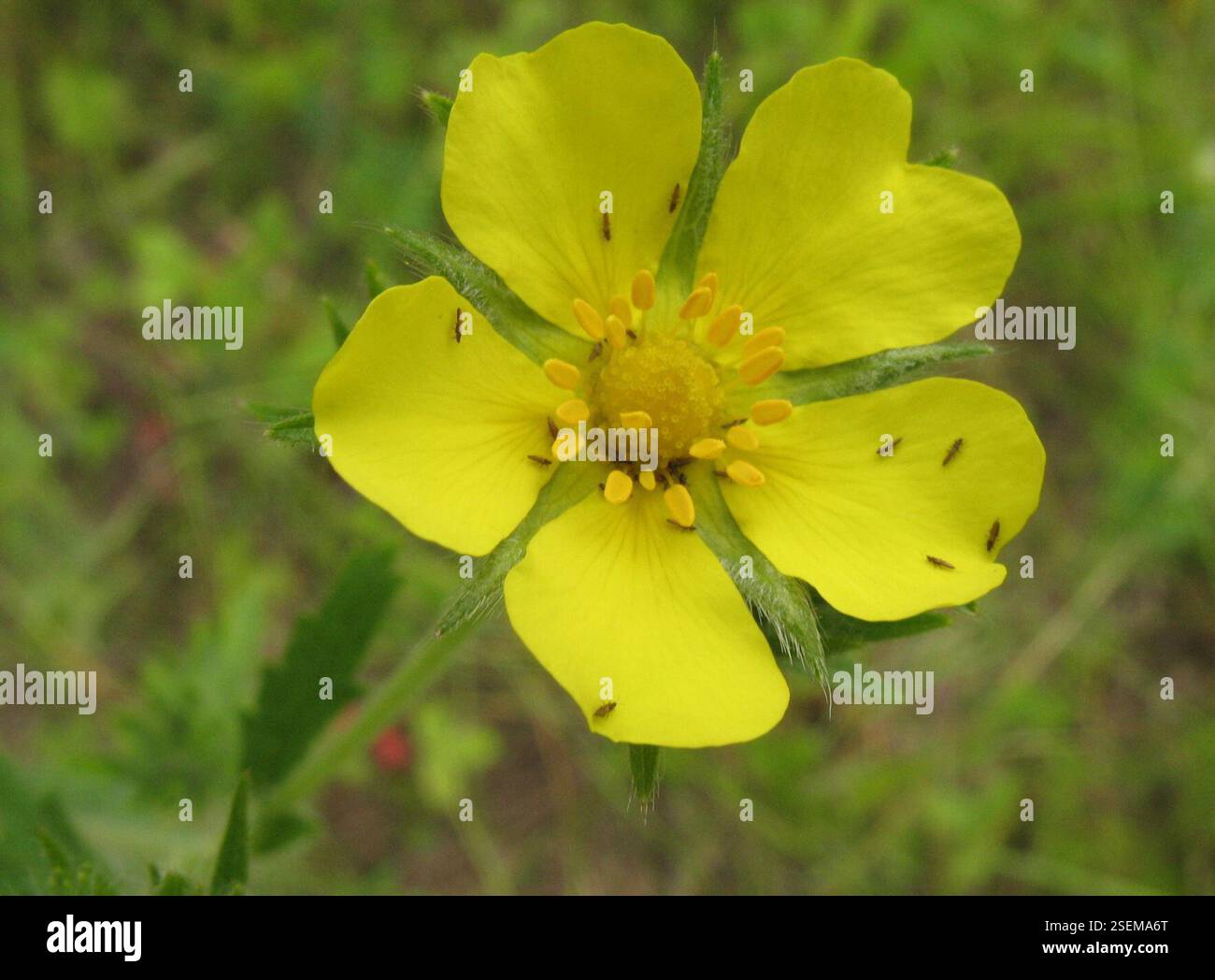 sulphur cinquefoil (Potentilla recta), Plantae, Неверкинский р-н ...