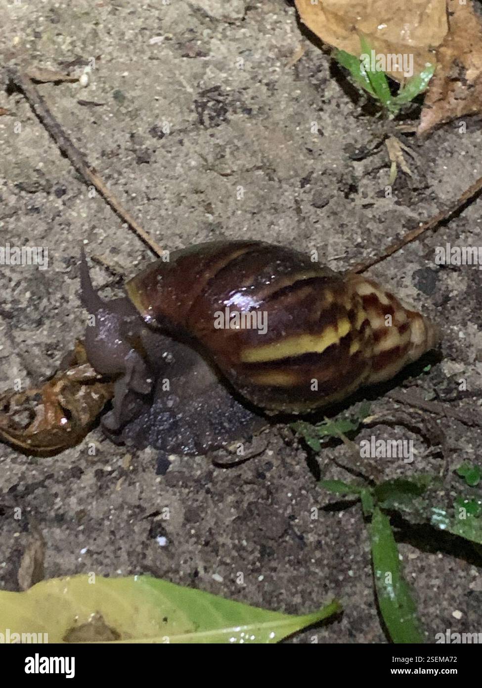 African Giant Snail (Lissachatina fulica), Mollusca, Ko Phi Phi Don ...