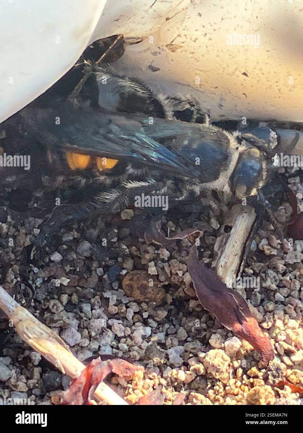 Caribbean scoliid wasp (Dielis dorsata), Insecta, Montserrat, Saint ...