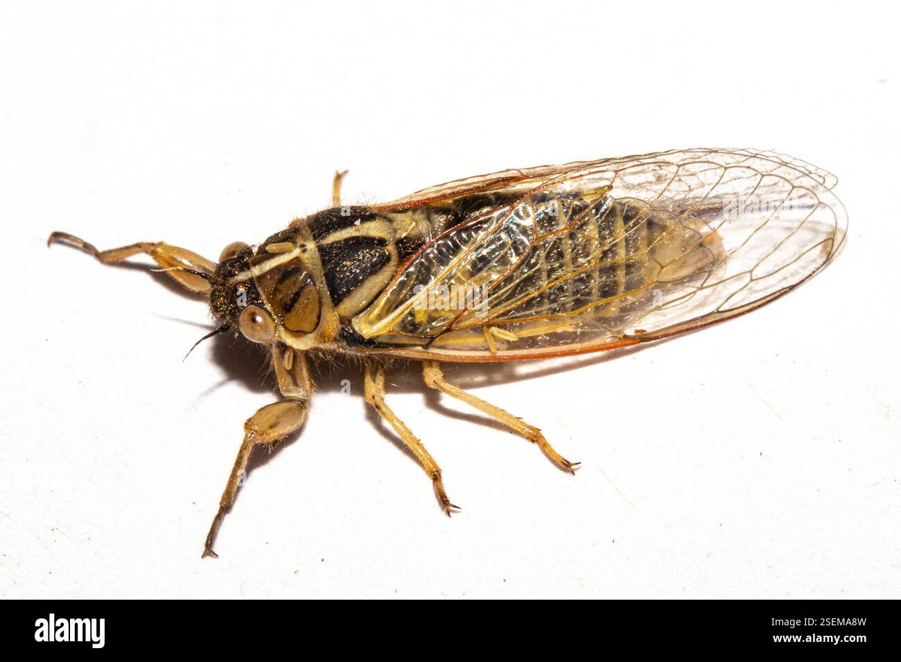 Cicadas (Cicadoidea), Insecta, Dunrobin, New Zealand Stock Photo - Alamy