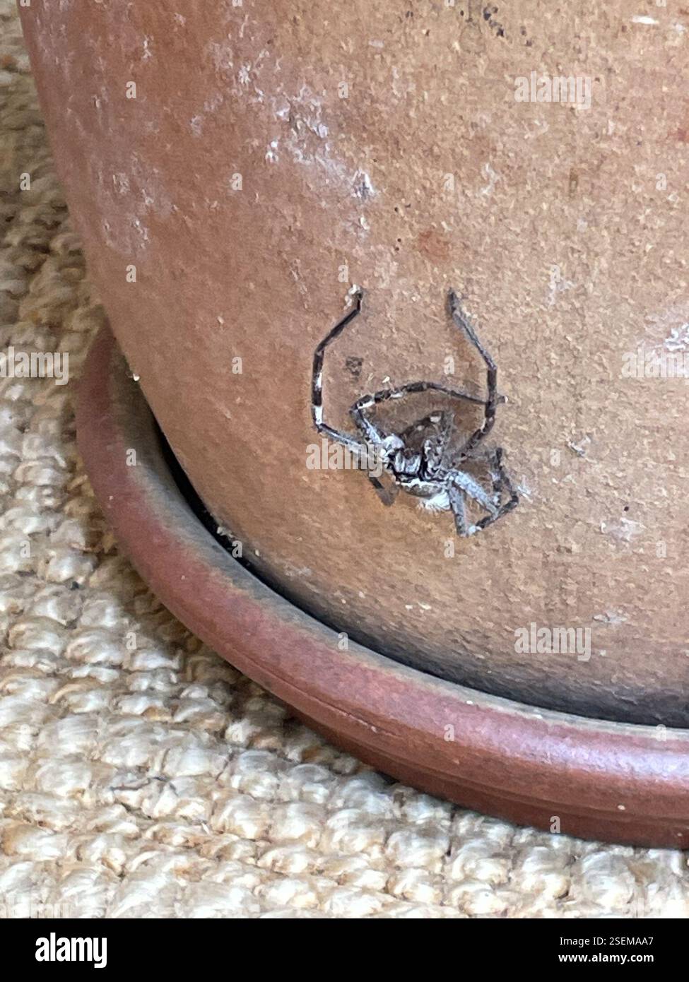 Victorian Huntsman Spider (Isopedella victorialis), Arachnida Stock ...