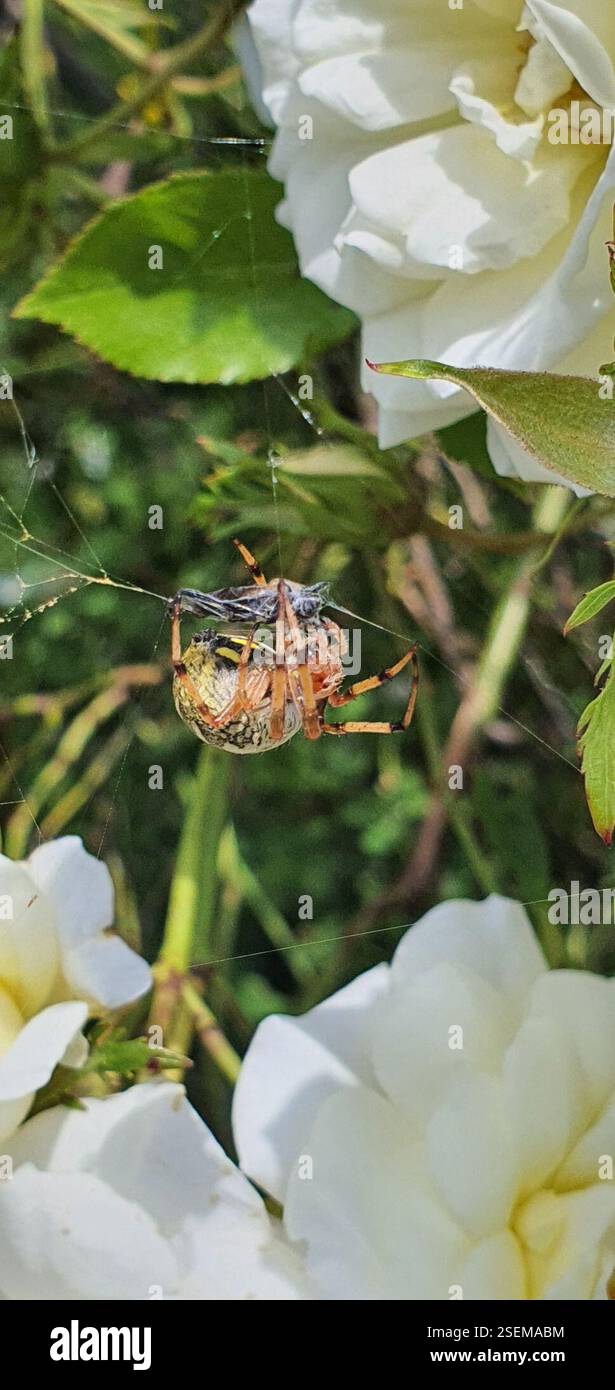 Australian Garden Orb Weaver (Hortophora transmarina), Arachnida ...
