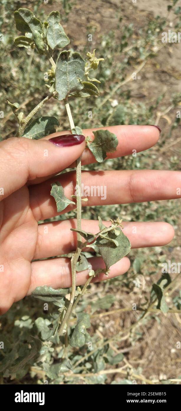 Saltbushes (Atriplex), Plantae, Cafayate, Salta, Argentina Stock Photo ...
