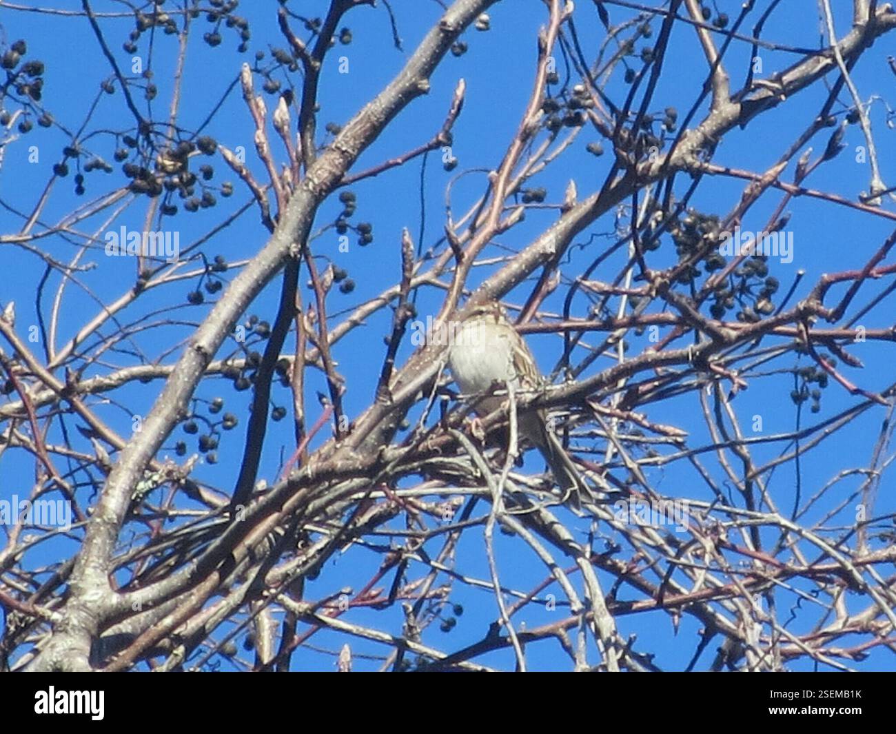Chinese Tallow (Triadica sebifera), Plantae, WF NFN "Community" Garden ...