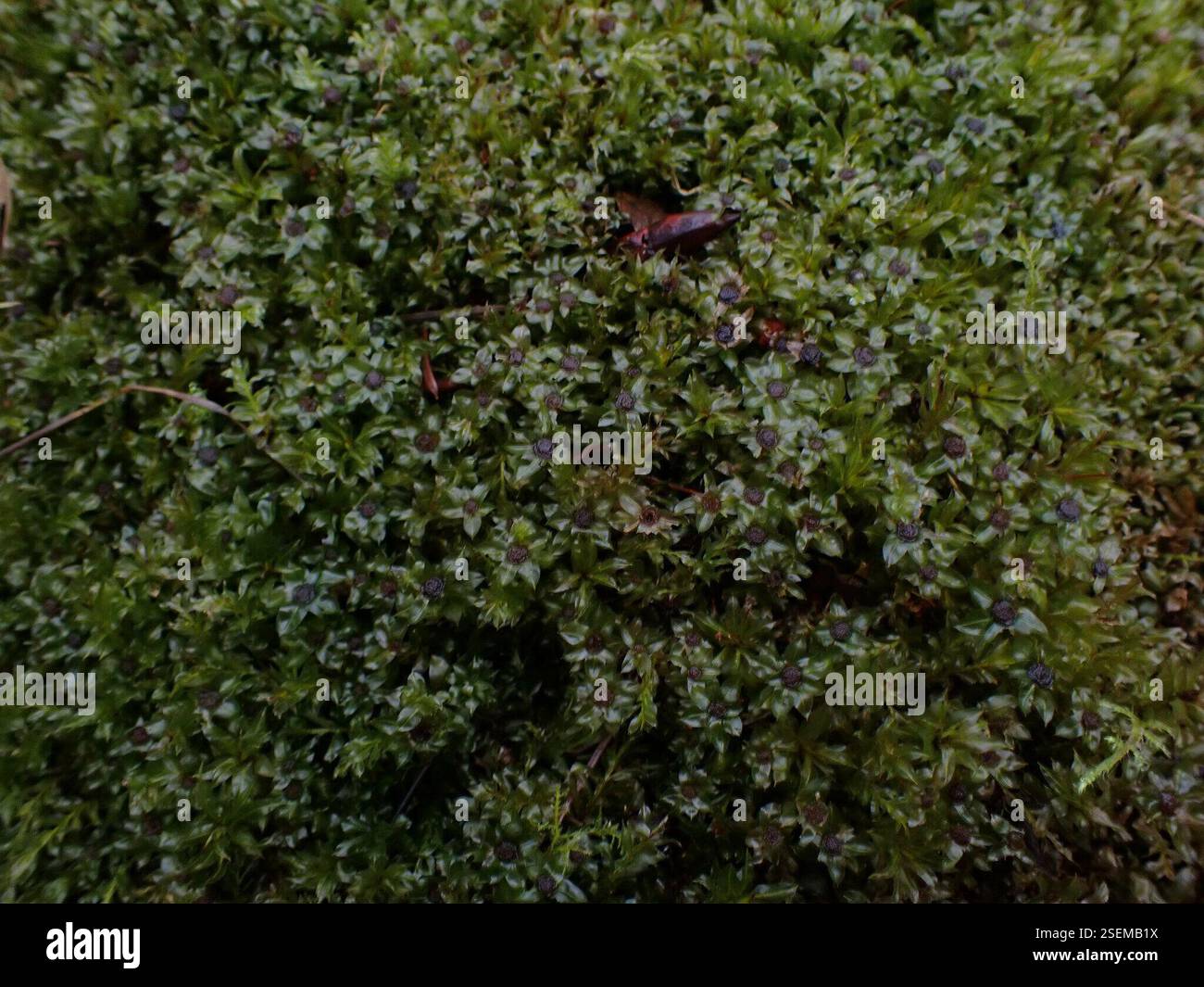 Badge Moss (Plagiomnium insigne), Plantae, Comox Valley, BC, Canada ...