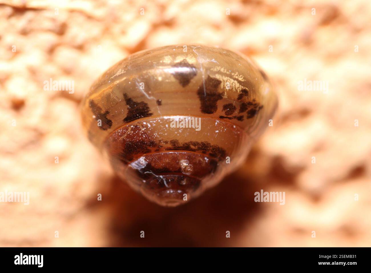 Hive Snails (Euconulidae), Mollusca, Araçariguama, SP, 18147-000 ...