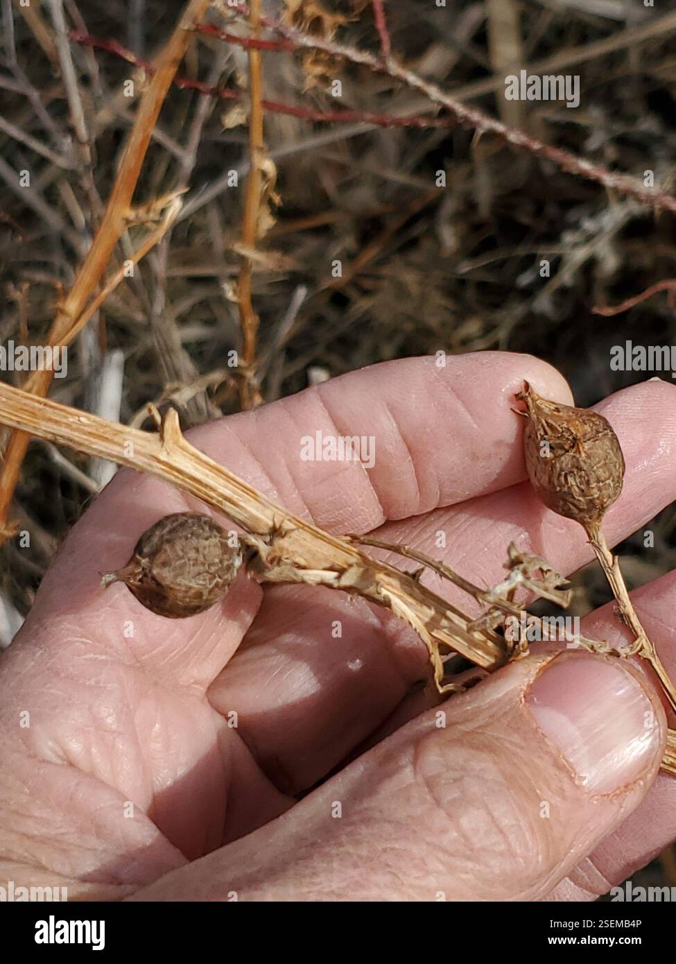 Thistle Stem Gall Fly (Urophora cardui), Insecta, Fergus, Montana ...